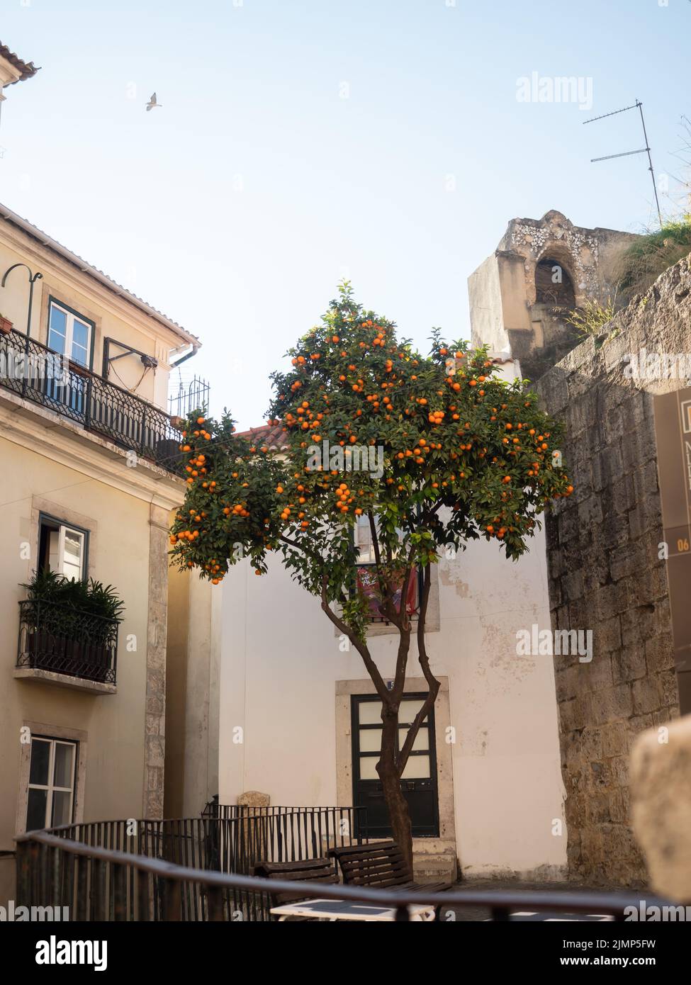 Orange citrus tree in pretty square in Lisbon Stock Photo - Alamy