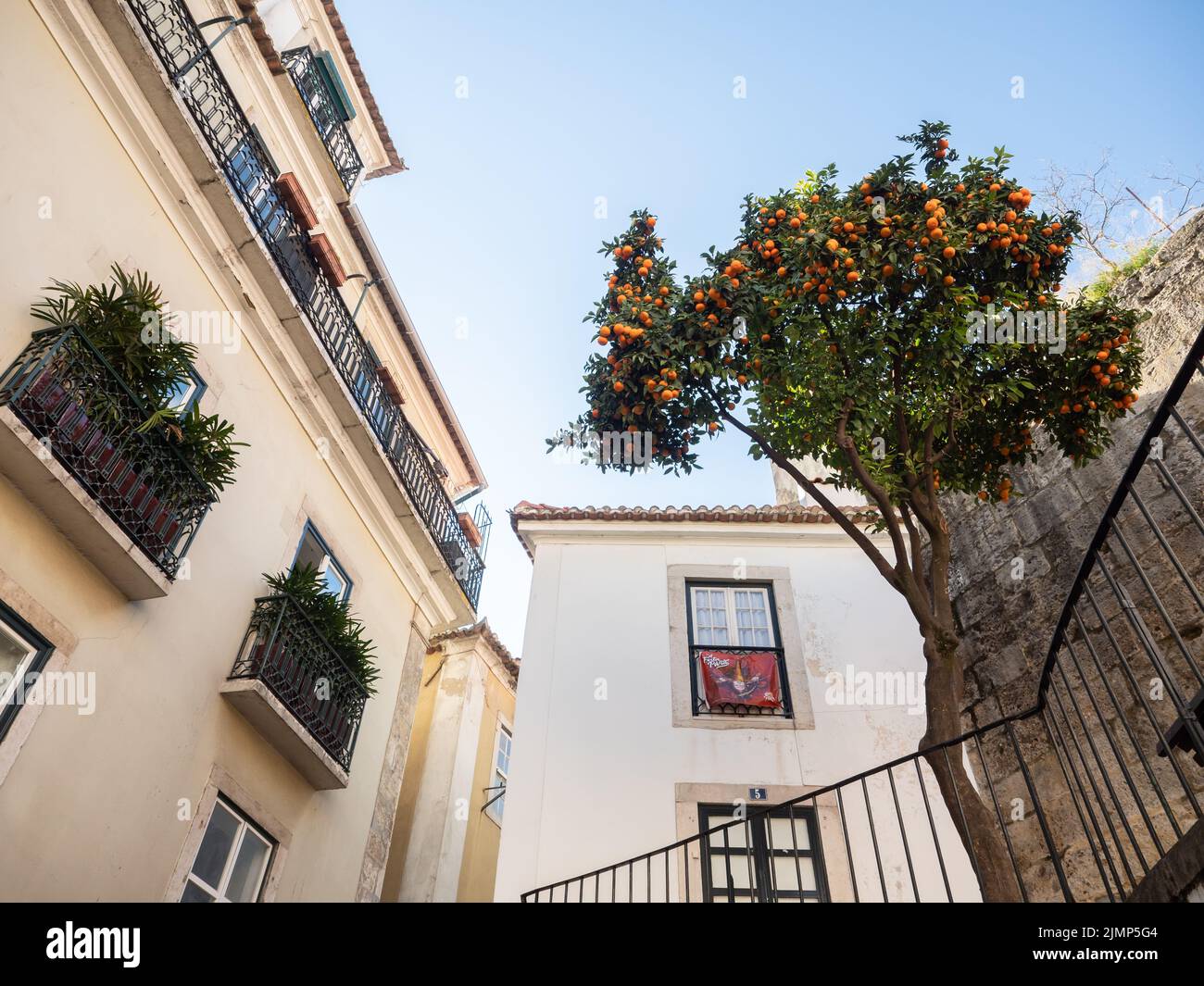 Orange citrus tree in pretty square in Lisbon Stock Photo - Alamy