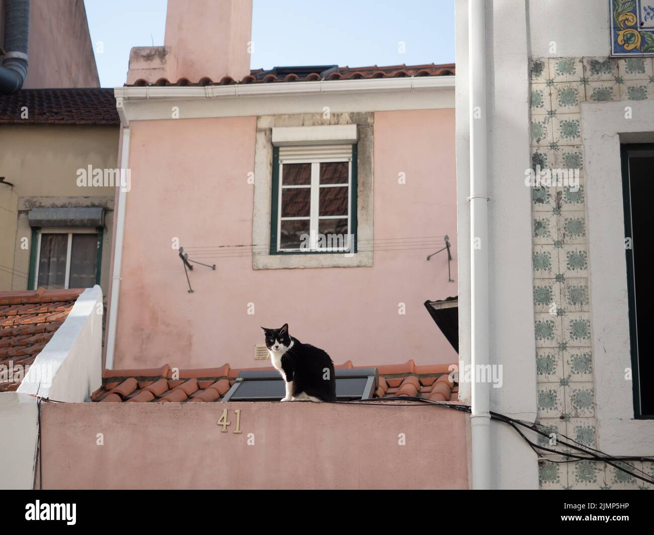 Urban cat on Lisbon roof, terracotta and tiled Stock Photo - Alamy
