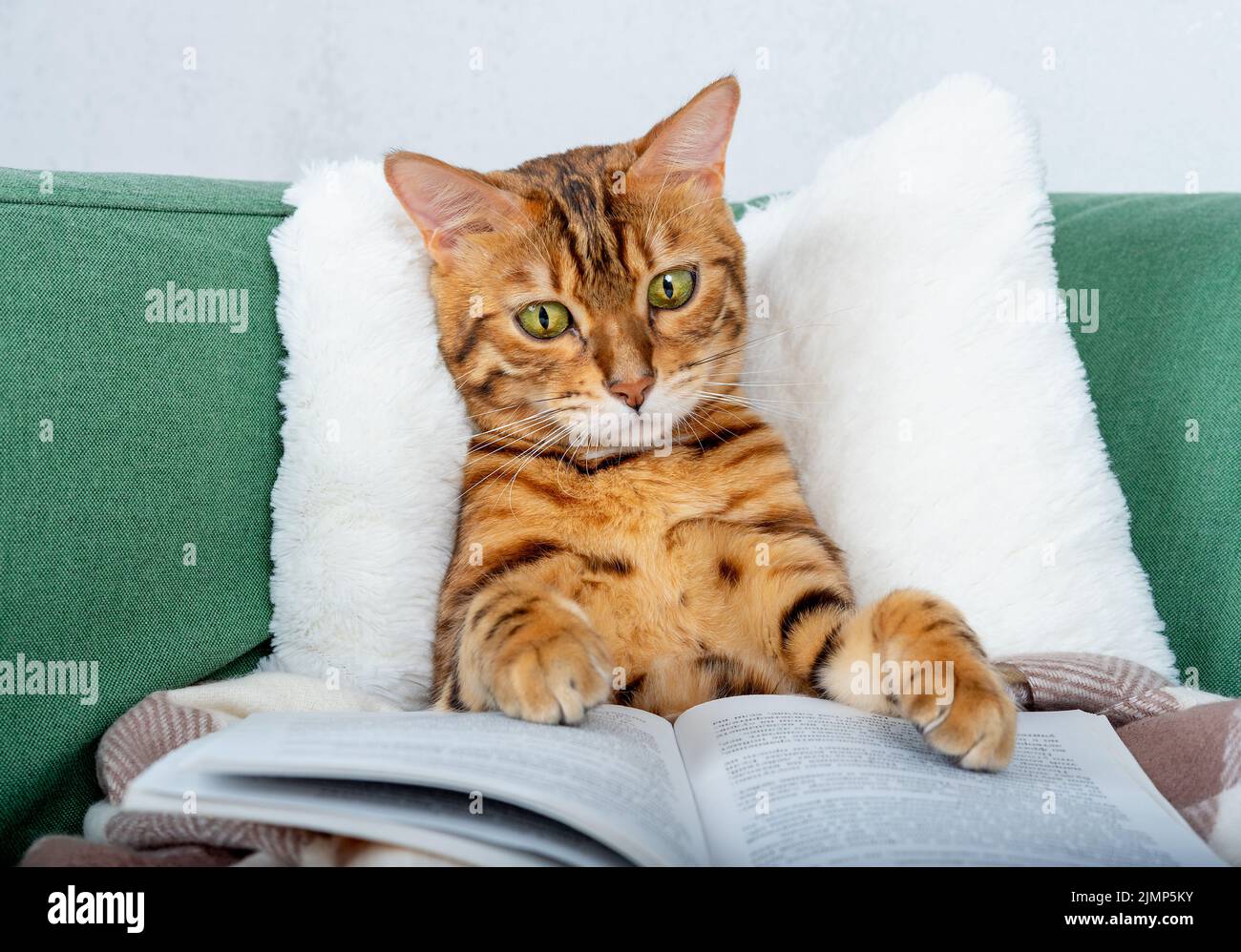 Bengal cat on a white pillow reads a book with interest Stock Photo - Alamy