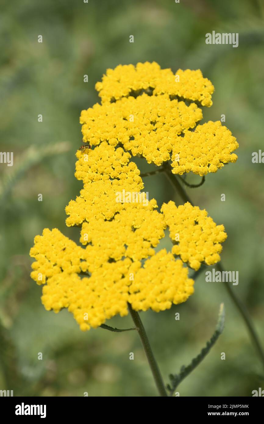 Stunning yellow medicinal yarrow plant growing in the wild in the ...