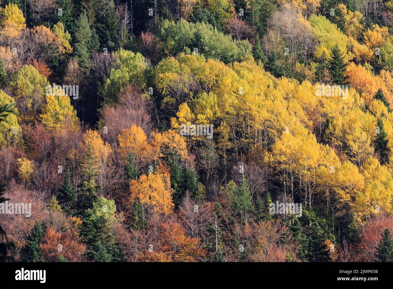 Mountain forest in autumn color trees texture background Stock Photo ...