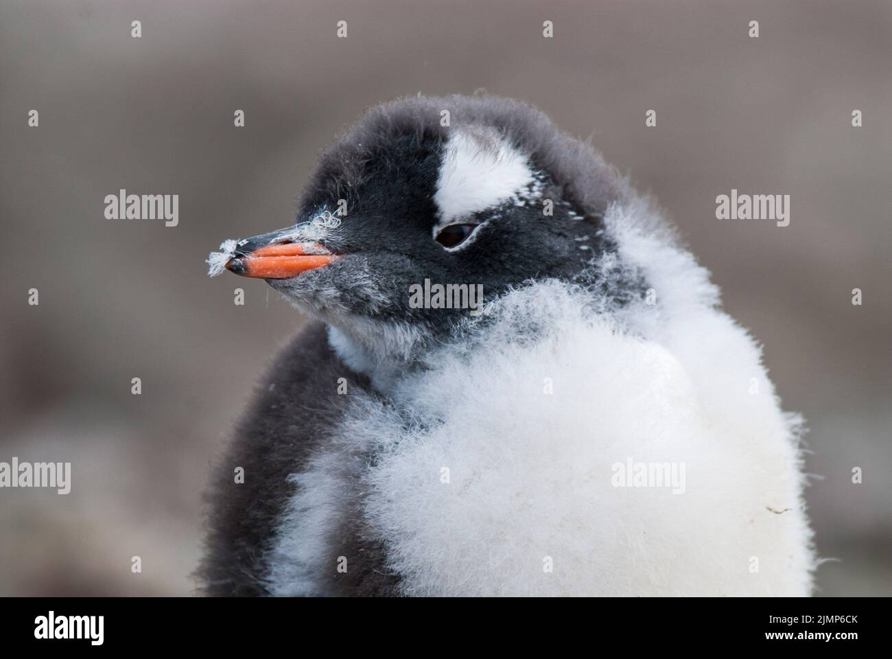 Cape Petrel, swimming over the surface of the Antarctic sea Stock Photo ...