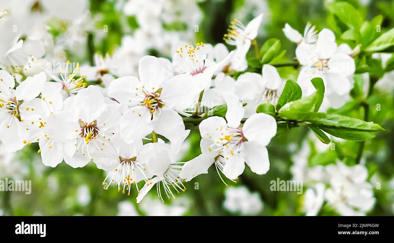 Blossom spring branch flower hi-res stock photography and images - Alamy