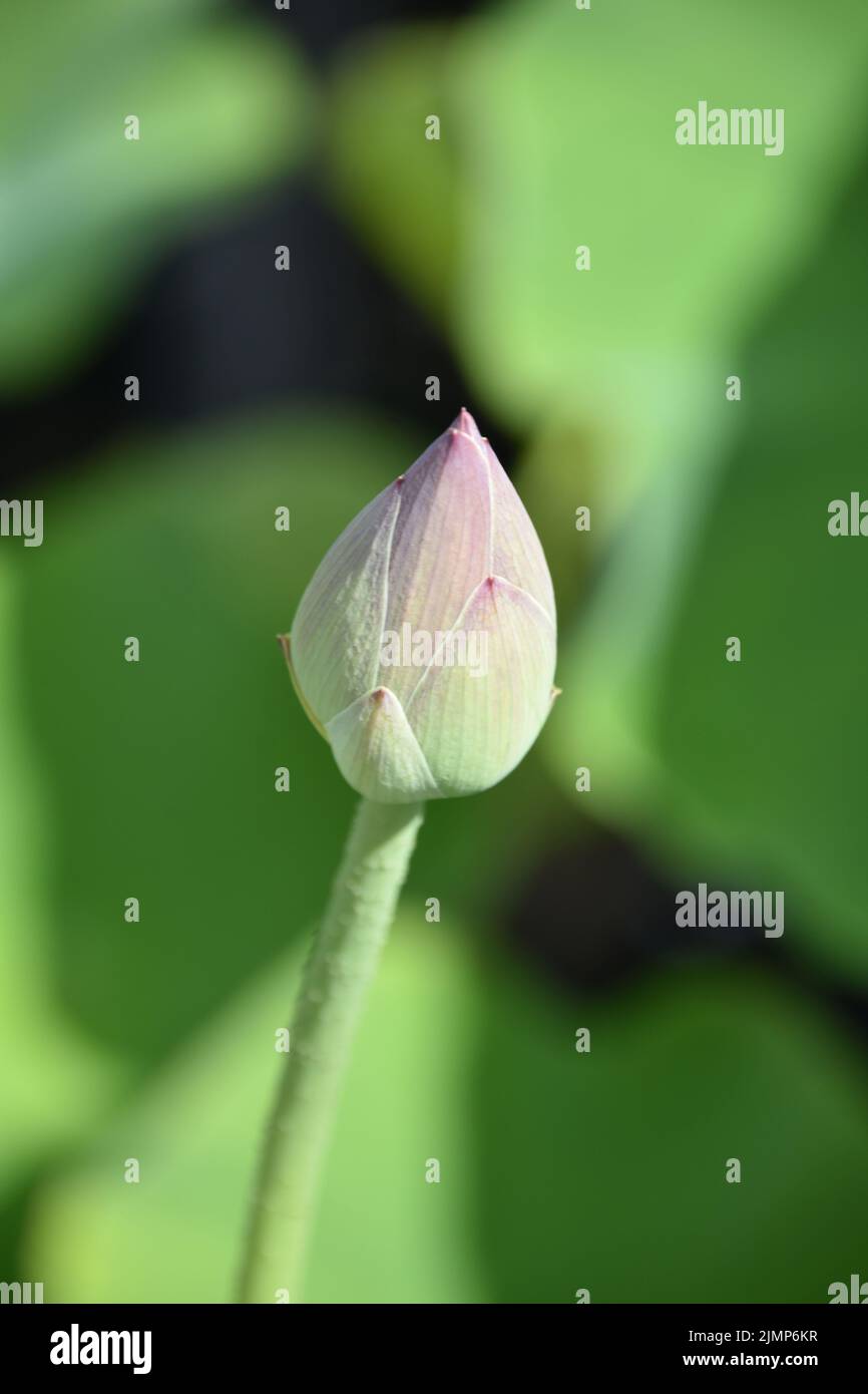 Water lily bud floating above the ponds lily pads in the summer Stock ...