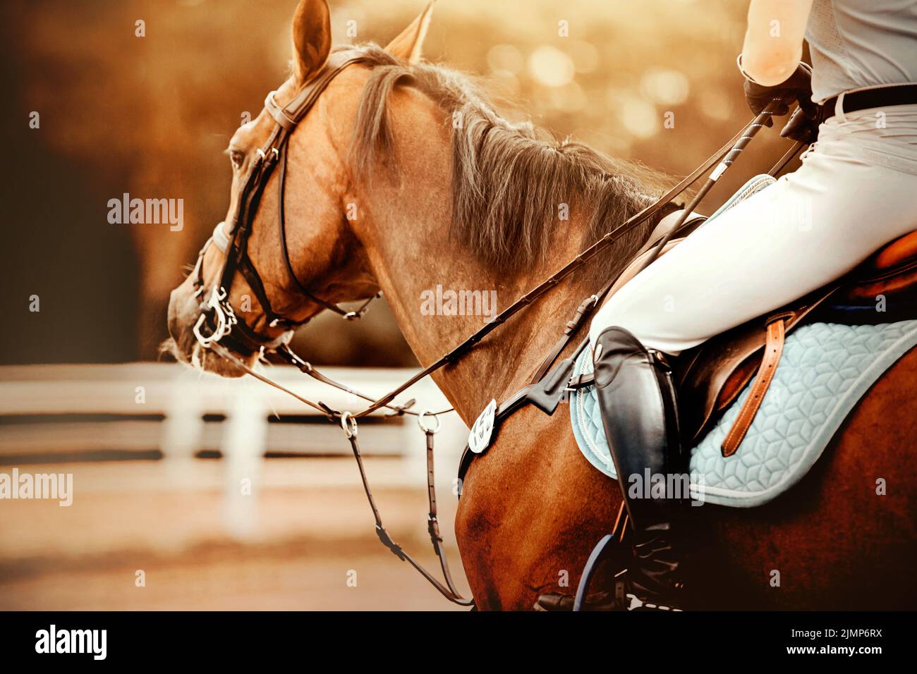 Rear view of a beautiful bay horse with a rider in a leather saddle on ...