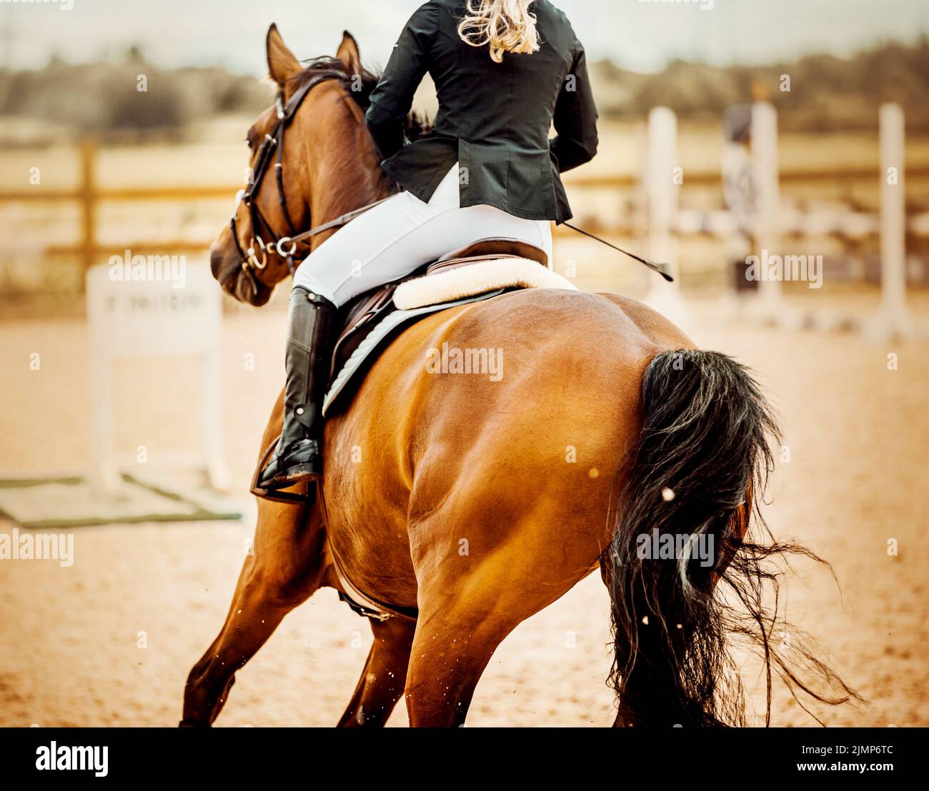 A rear view of a beautiful chestnut fast horse with a rider in the ...