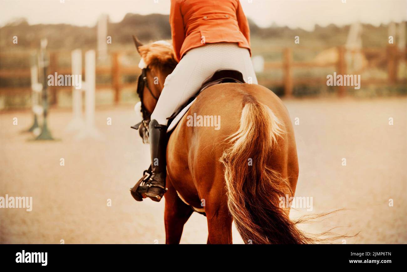 A rear view of a fast sorrel horse with a long tail and a rider in the ...