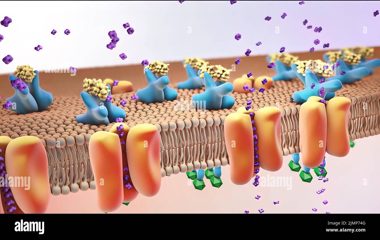 Insulin receptors hi-res stock photography and images - Alamy