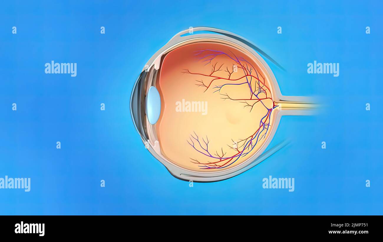 Vascular structure hi-res stock photography and images - Alamy