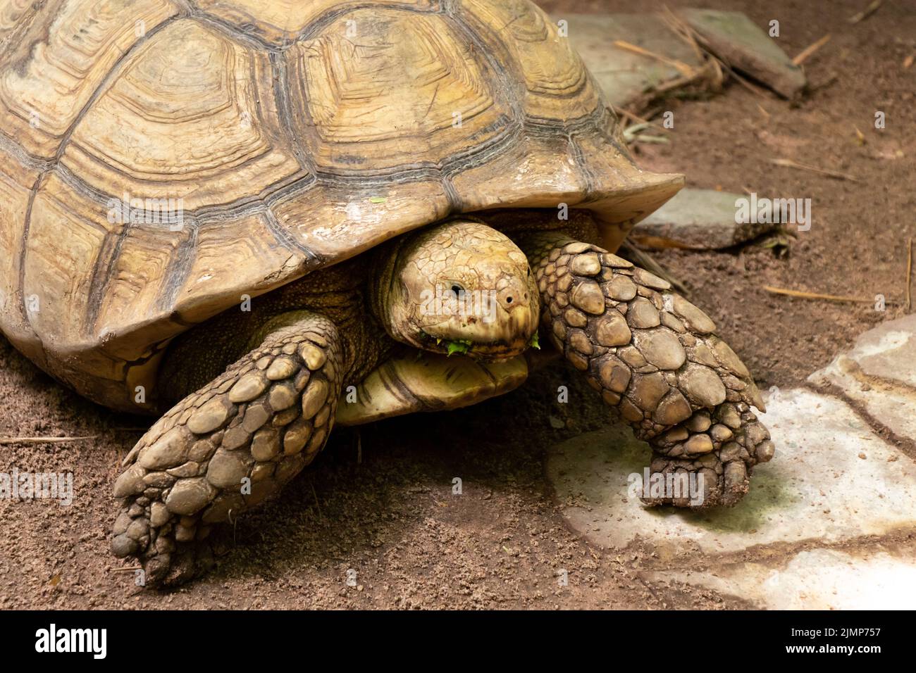Big brown tortoise stand on soil background Stock Photo - Alamy