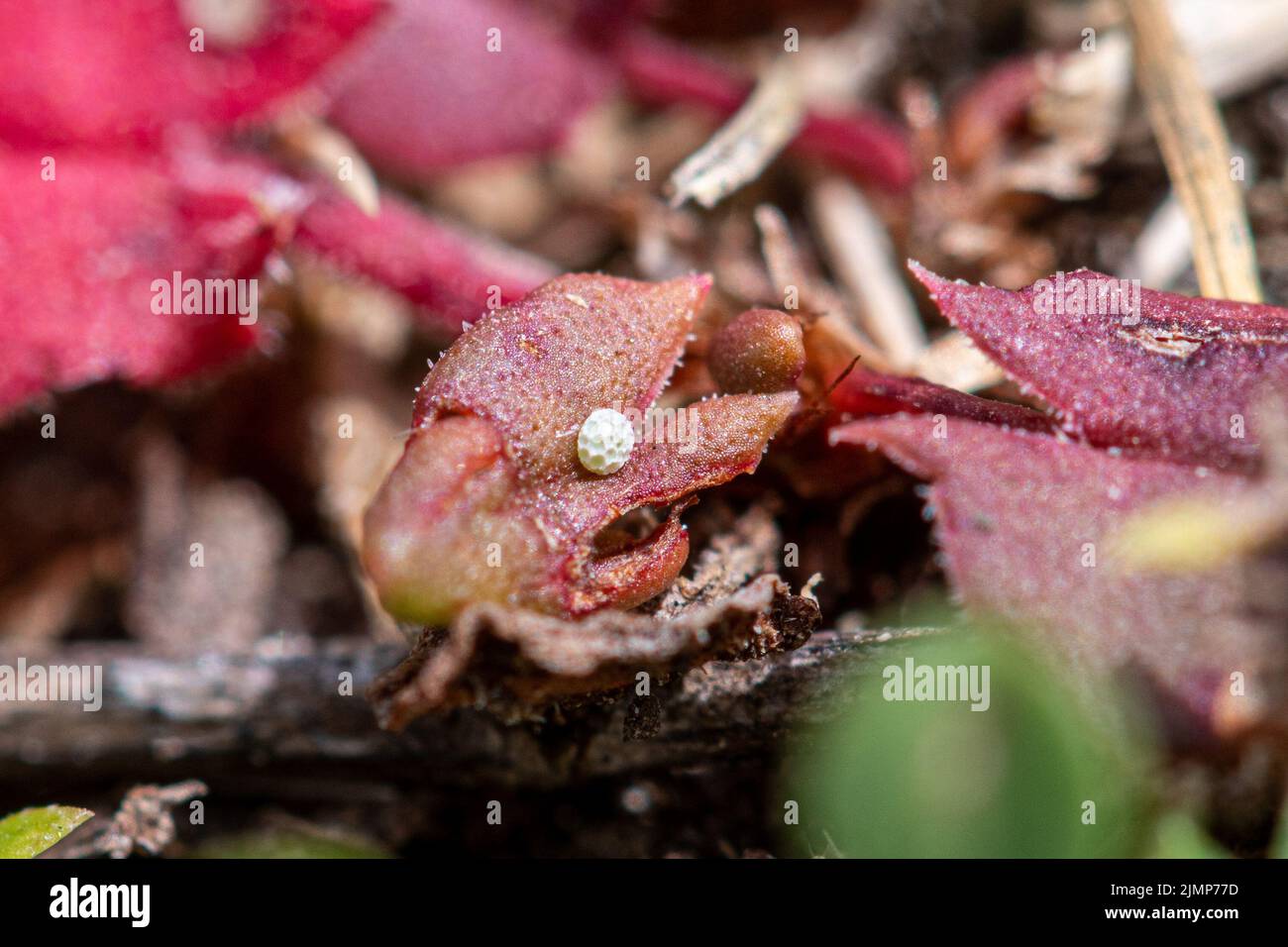 Small copper butterfly egg (Lycaena phlaeas ovum or ova) just laid on ...