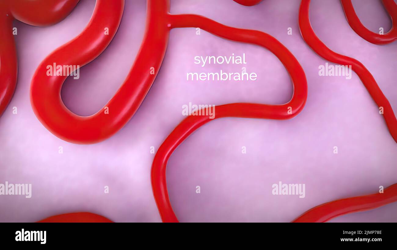 Joint capsule hi-res stock photography and images - Alamy