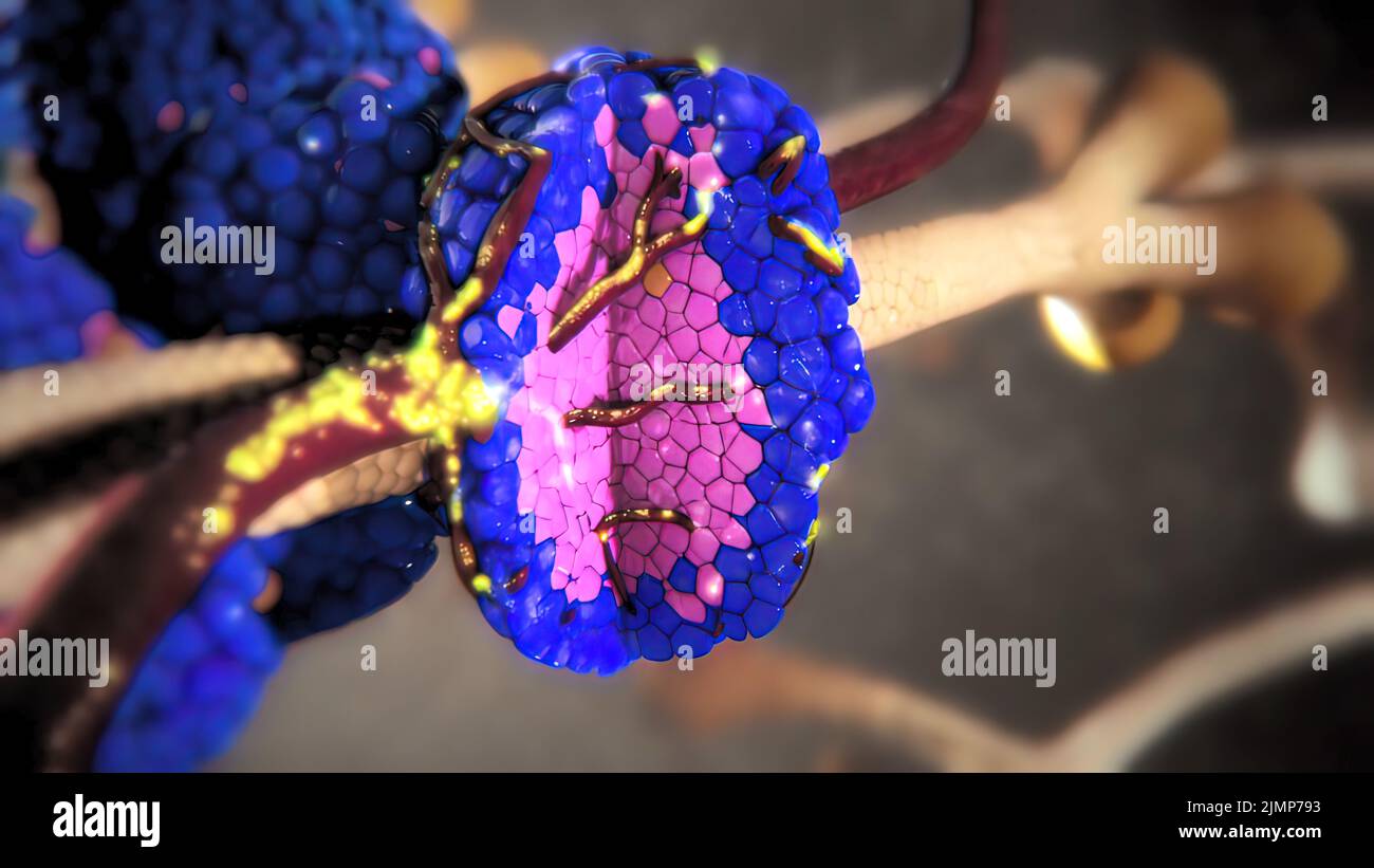 Endocrine pancreas cell hi-res stock photography and images - Alamy