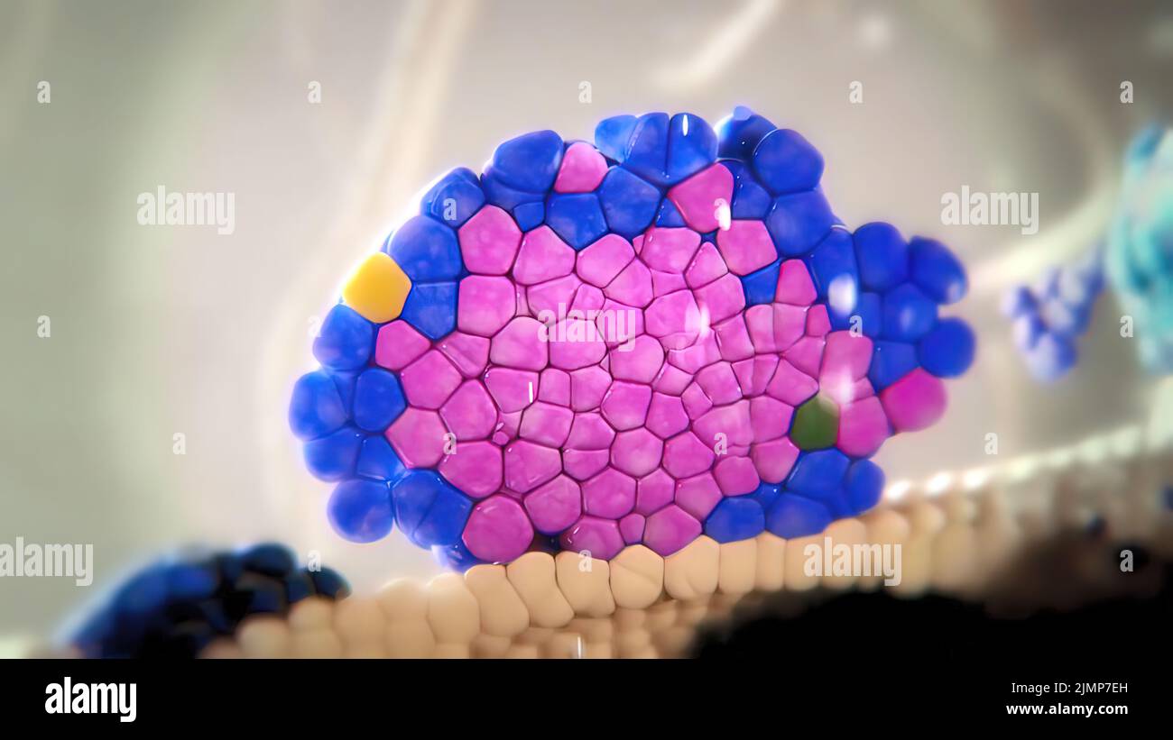 Endocrine pancreas cell hi-res stock photography and images - Alamy