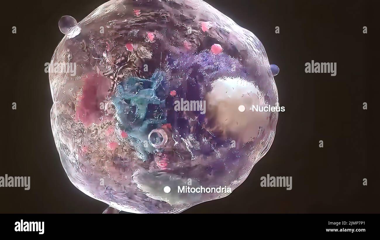 Nucleus membrane hi-res stock photography and images - Alamy