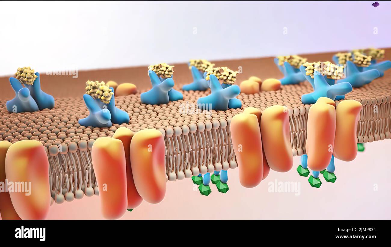 Insulin receptors hi-res stock photography and images - Alamy