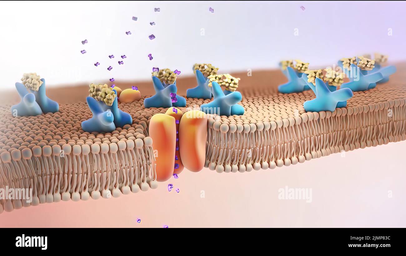Signal transduction pathway hi-res stock photography and images - Alamy