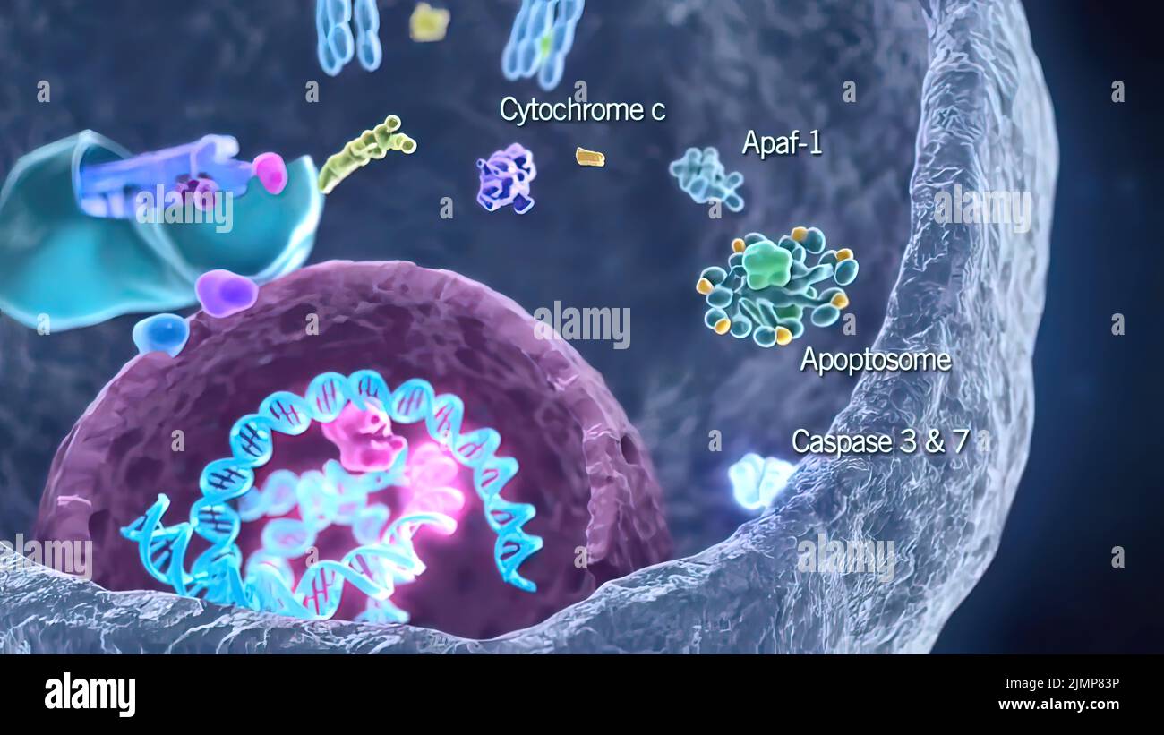 Cell signal transduction hi-res stock photography and images - Alamy