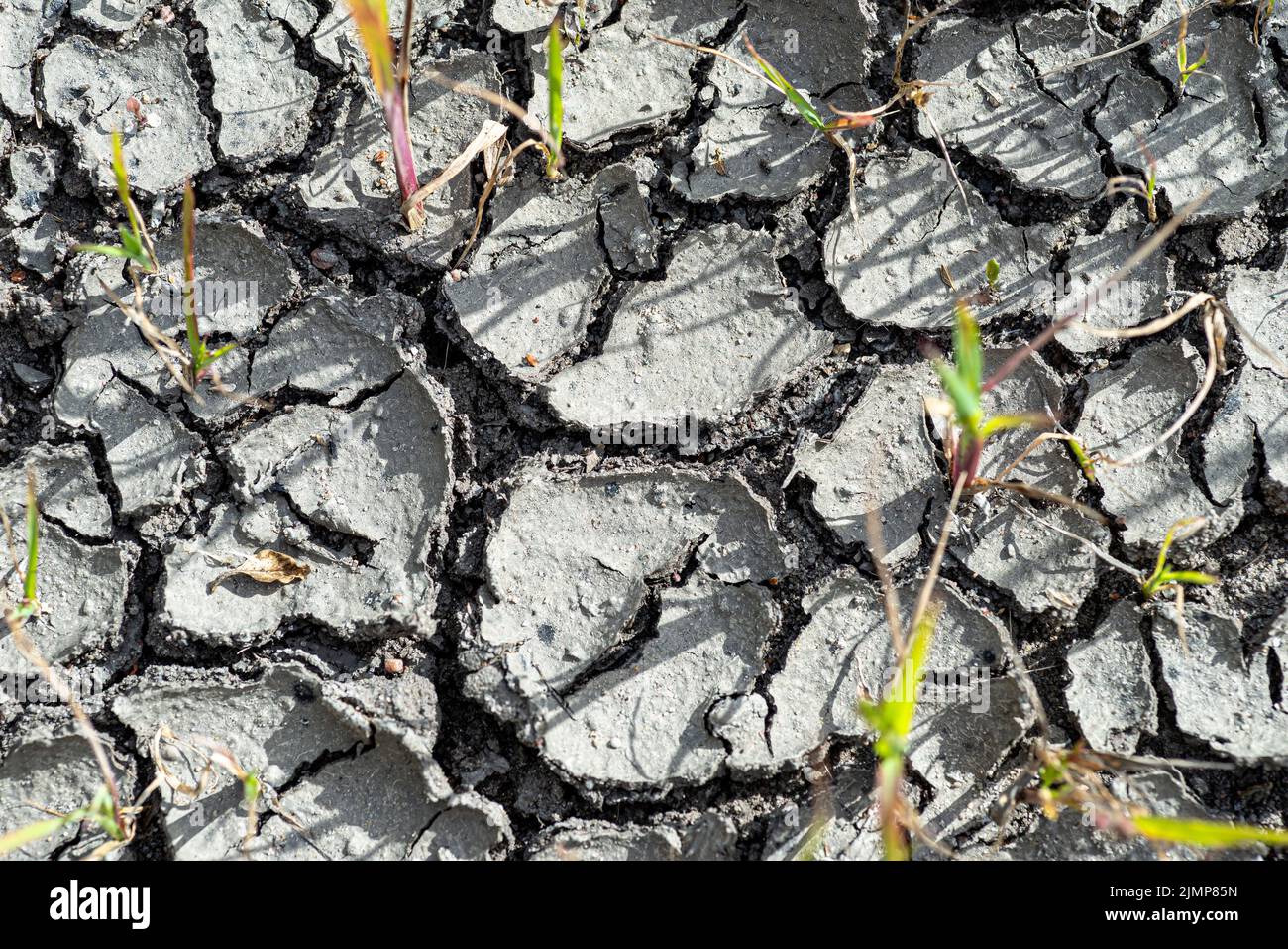 Green grass and weeds breaking through the dried and cracked soil Stock ...