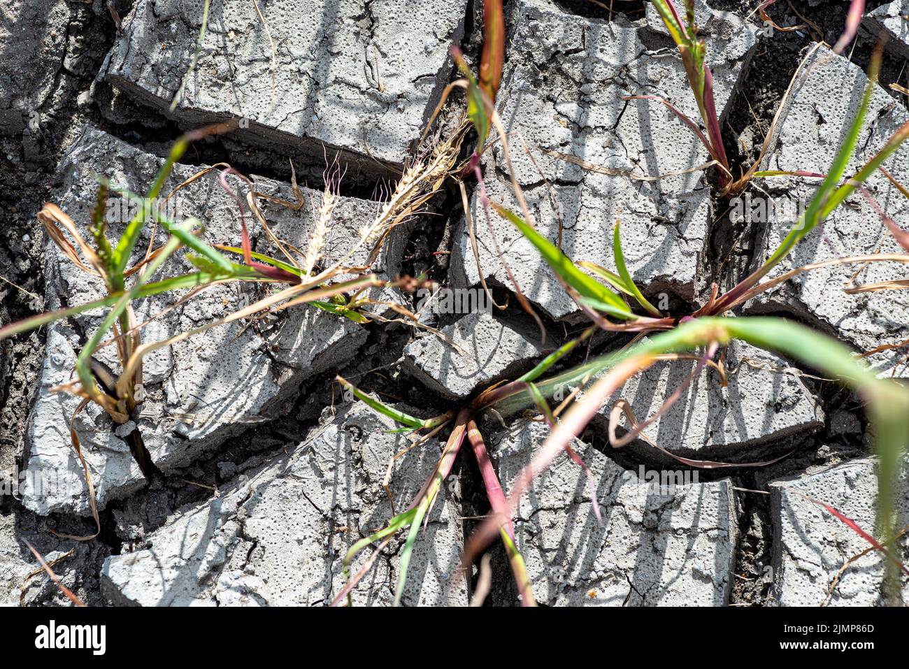 Green grass and weeds breaking through the dried and cracked soil Stock ...