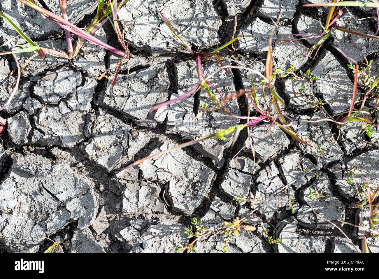 Green grass and weeds breaking through the dried and cracked soil Stock ...