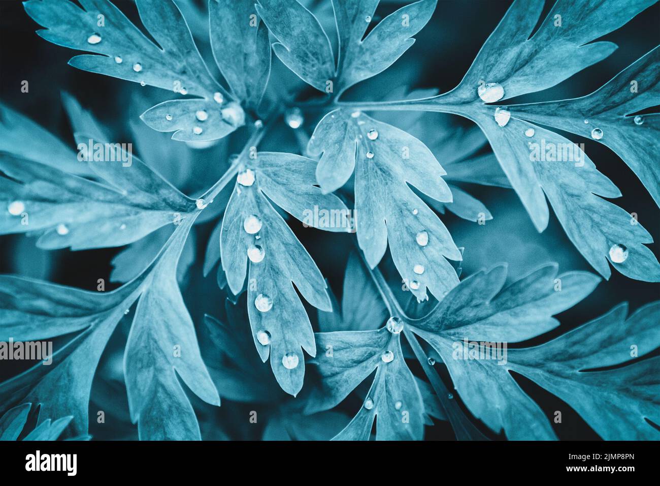 Plant leaves with beads on dew drops in night fairy garden, floral ...