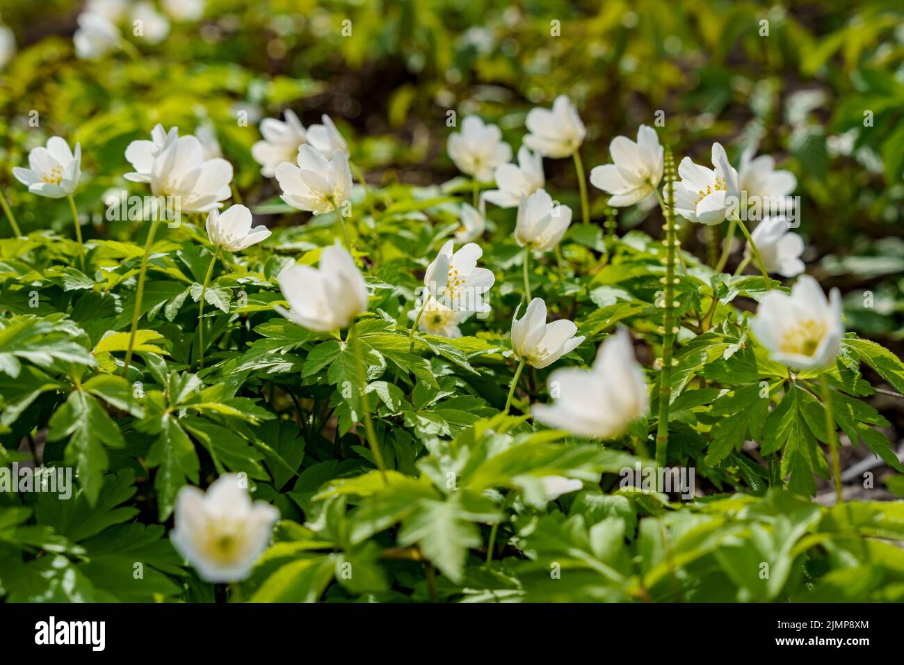 A close view of white snowdrops in the first days of spring in a ...