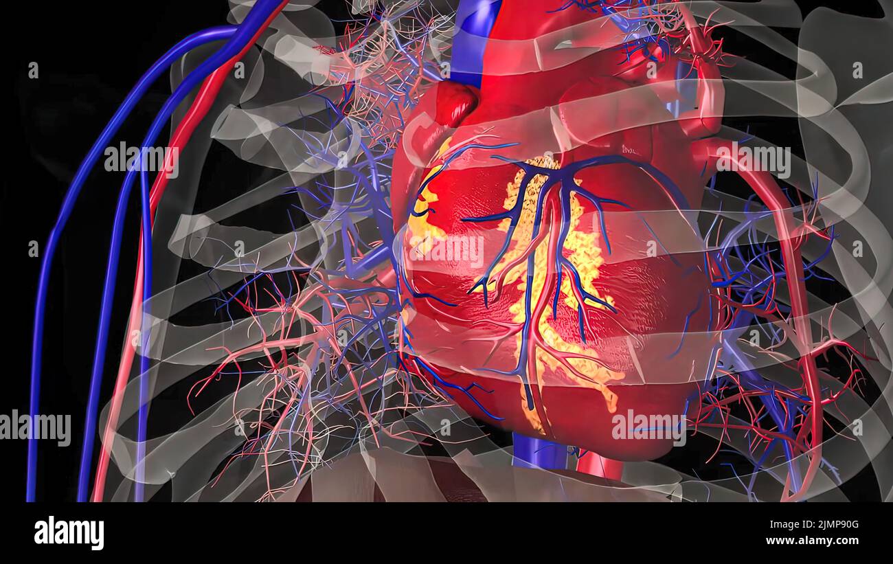 Concept anatomy hi-res stock photography and images - Alamy