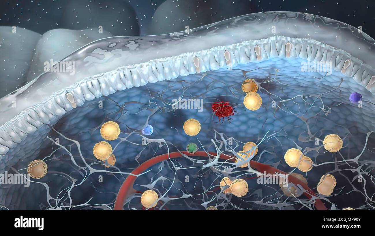 Effector t cell hi-res stock photography and images - Alamy