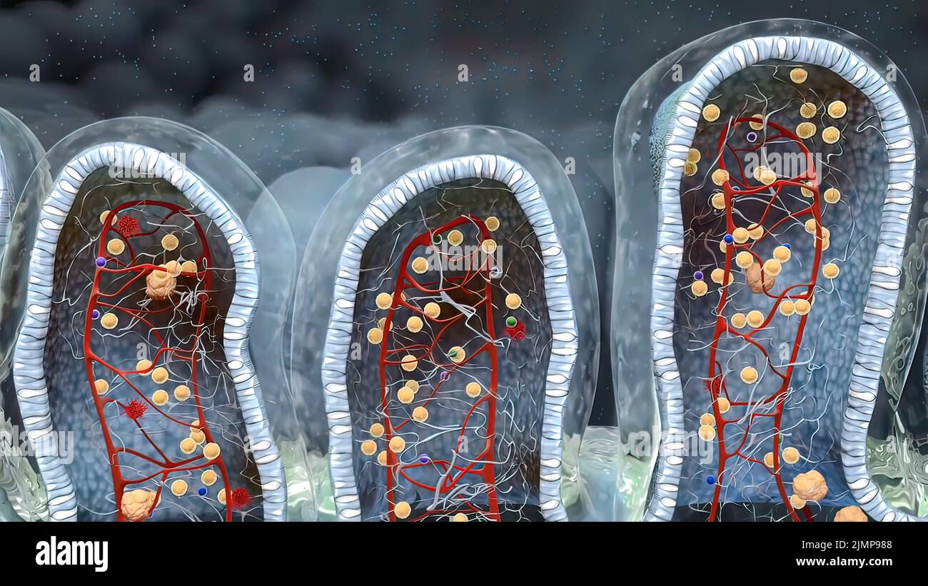 Dendritic cell diagram hi-res stock photography and images - Alamy