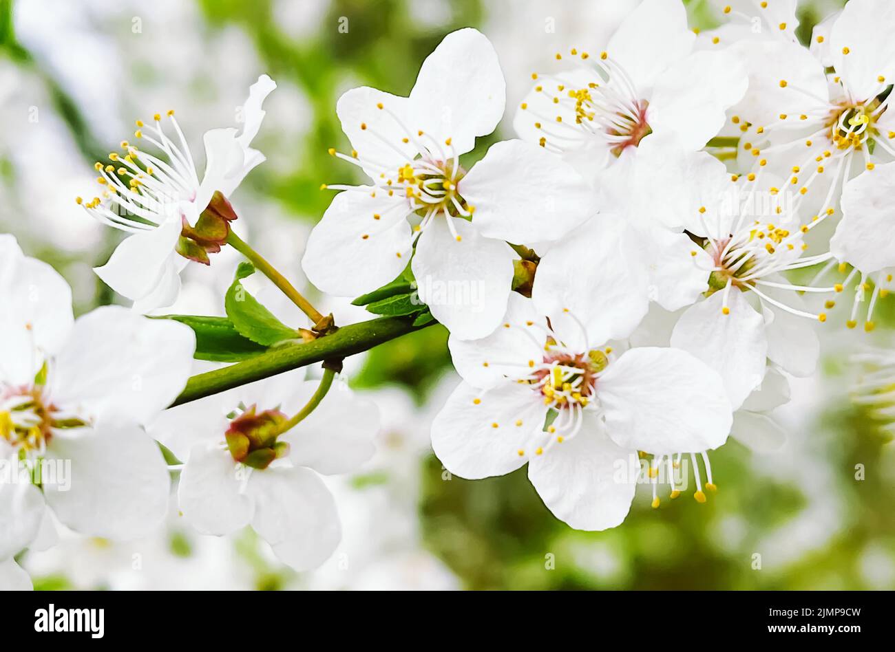 Blooming tree in spring garden, flower blossom on branch, beauty in ...