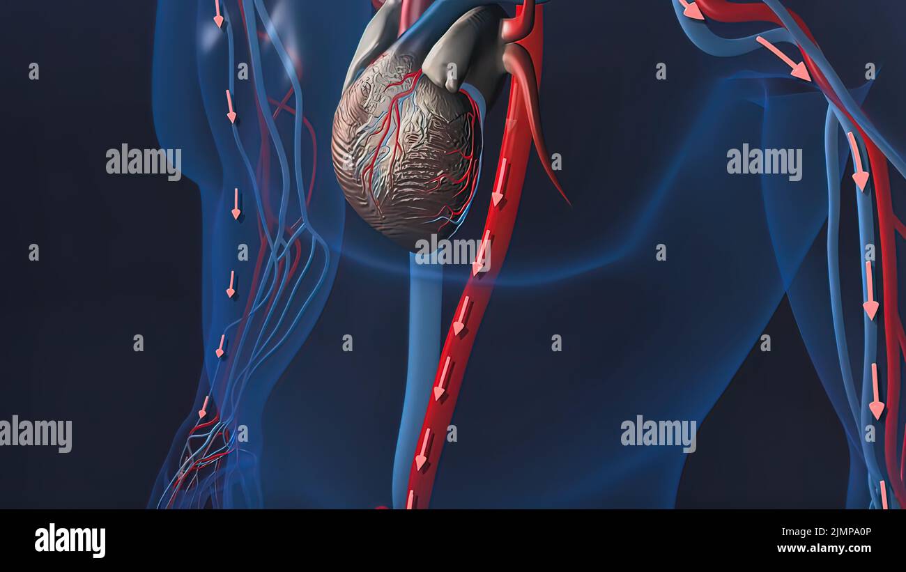 Coronary arteries and veins hi-res stock photography and images - Alamy