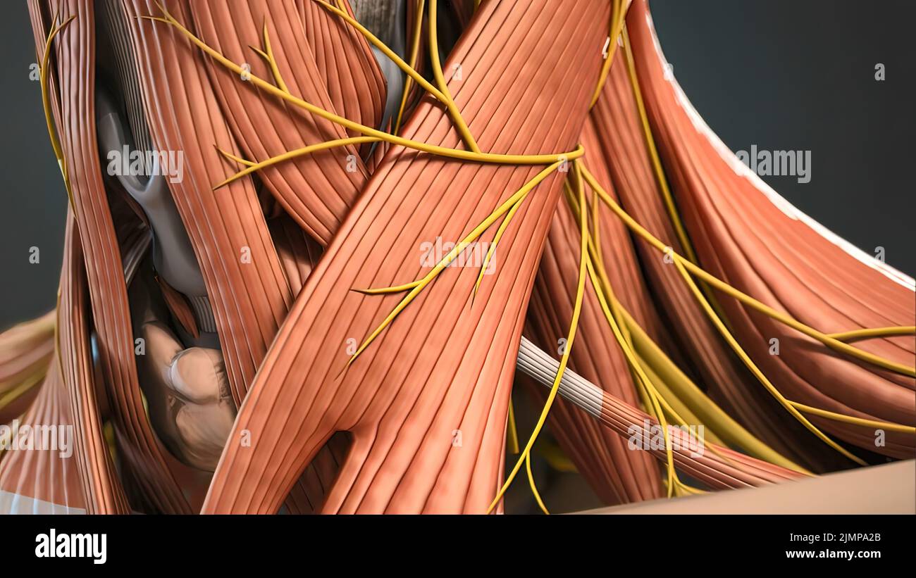 Nerves hi-res stock photography and images - Alamy