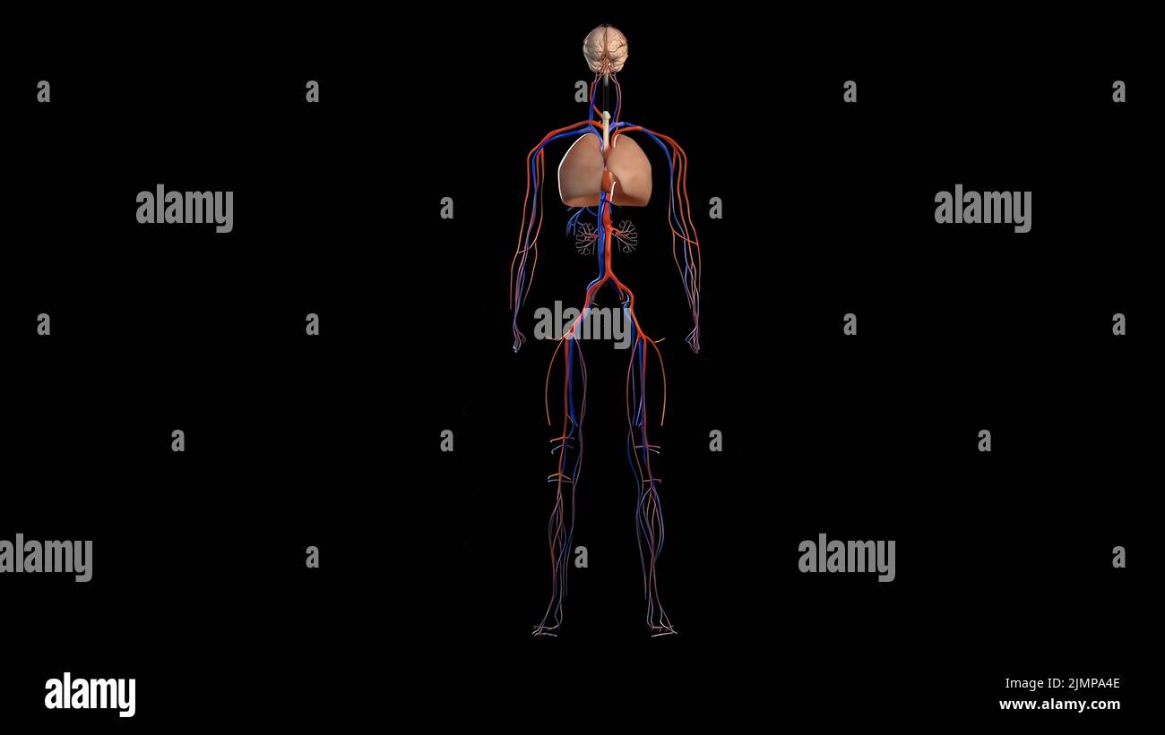 Vascular anatomy hi-res stock photography and images - Alamy
