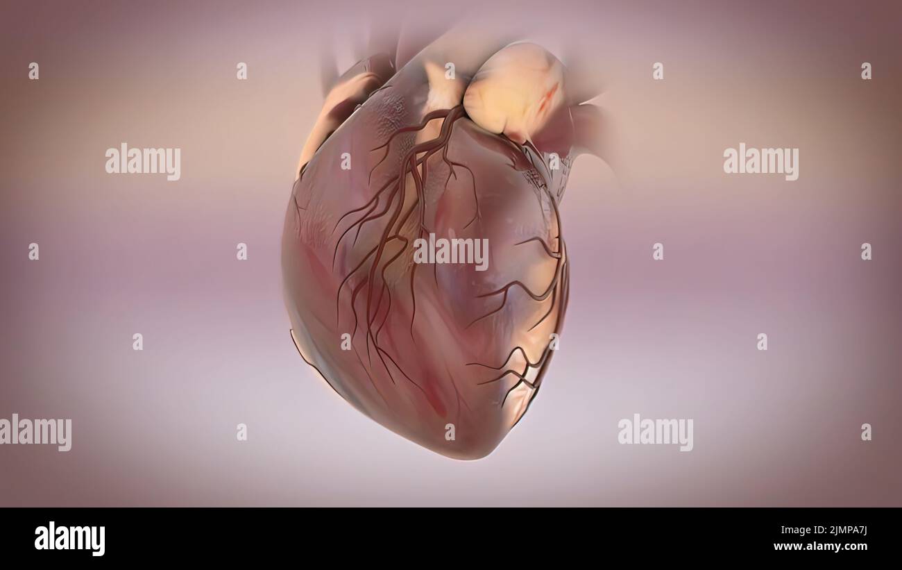 Heart beating human hi-res stock photography and images - Alamy