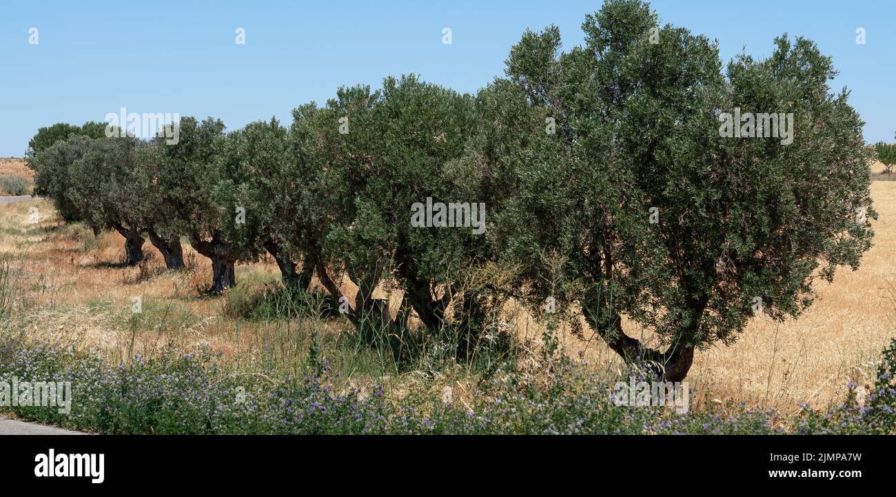 Olea europaea european olive hi-res stock photography and images - Alamy