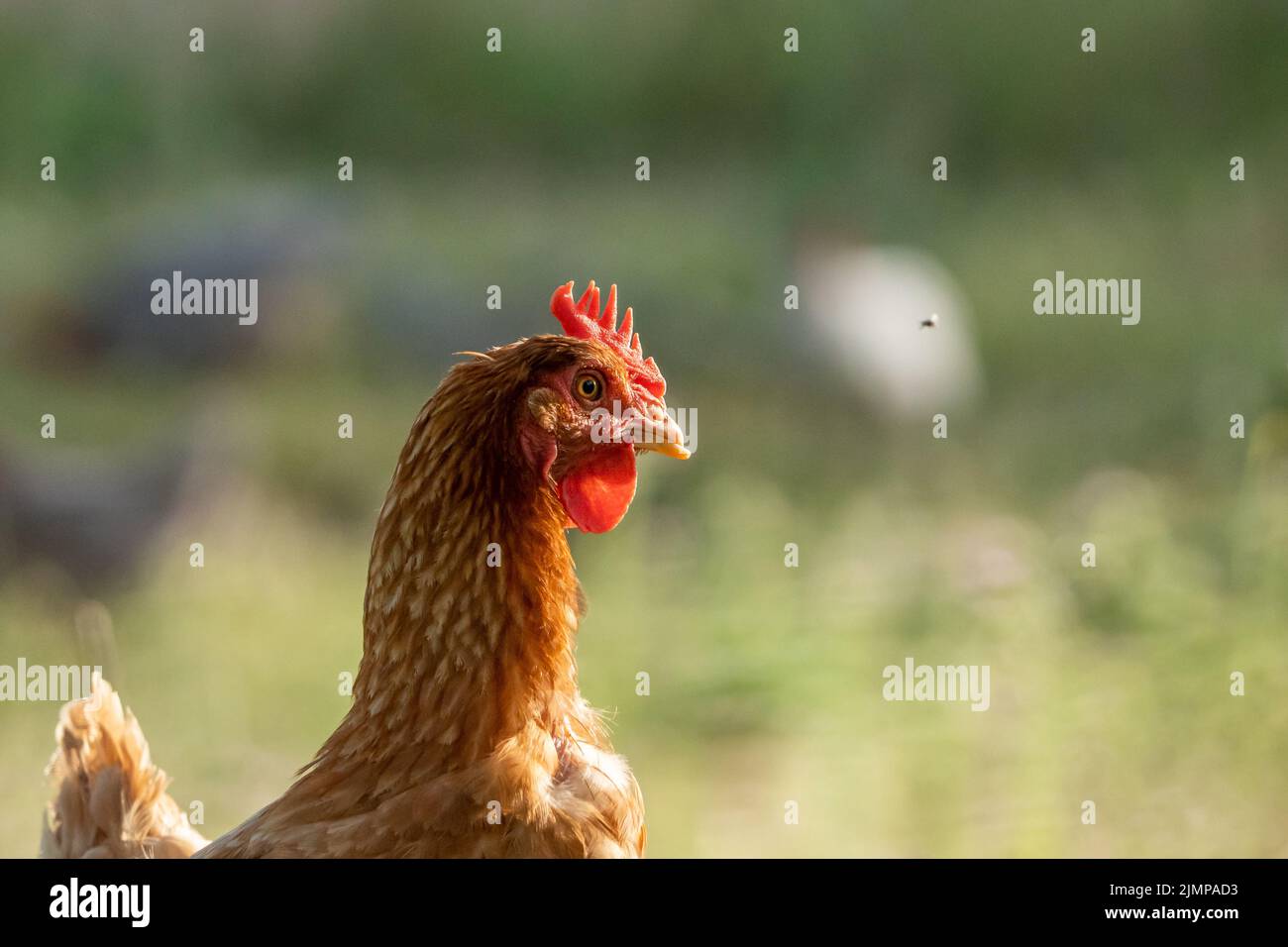 close-up on a green background of a hen looking at a fly in flight ...