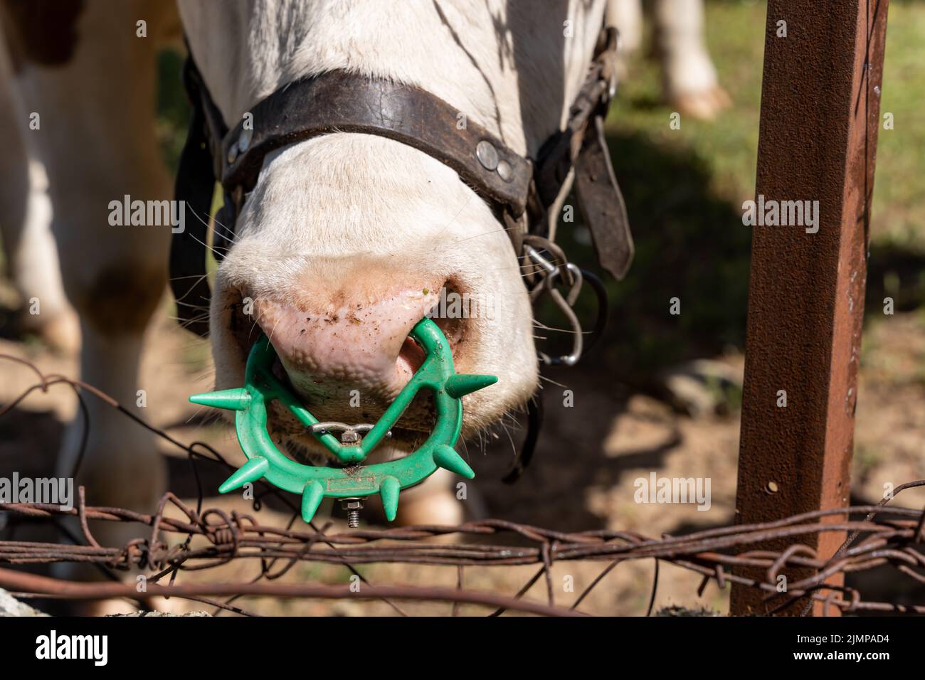 cow with green ring in the nose for calf weaning Stock Photo - Alamy