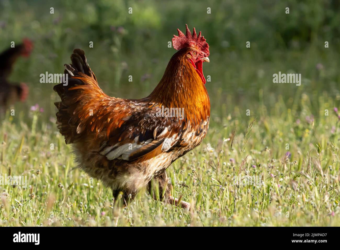 close-up nice adult male rooster in the green field looking for food ...