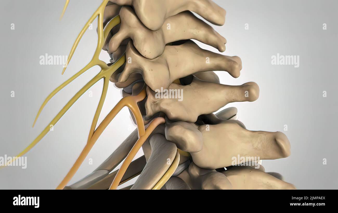 Cervical spine nerves and blood vessels hi-res stock photography and ...