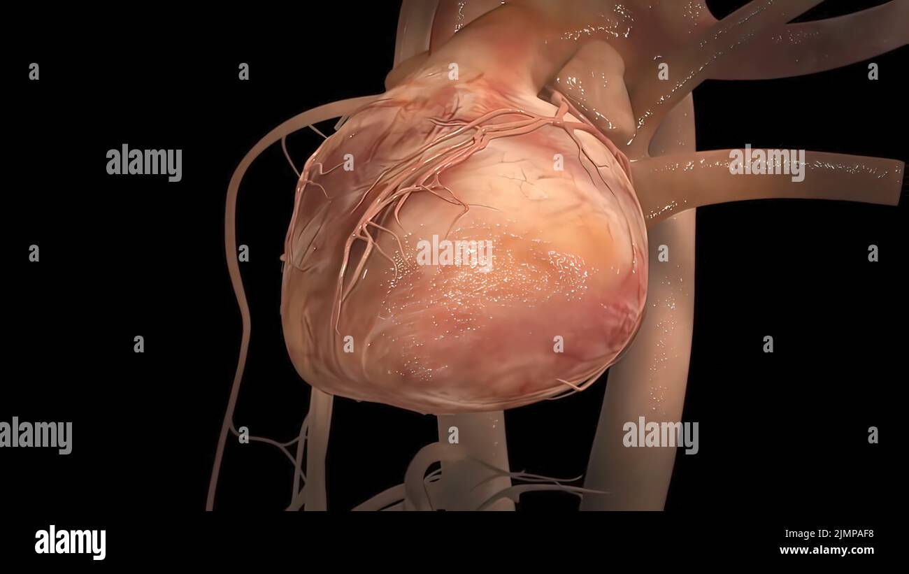 Heart beating human hi-res stock photography and images - Alamy