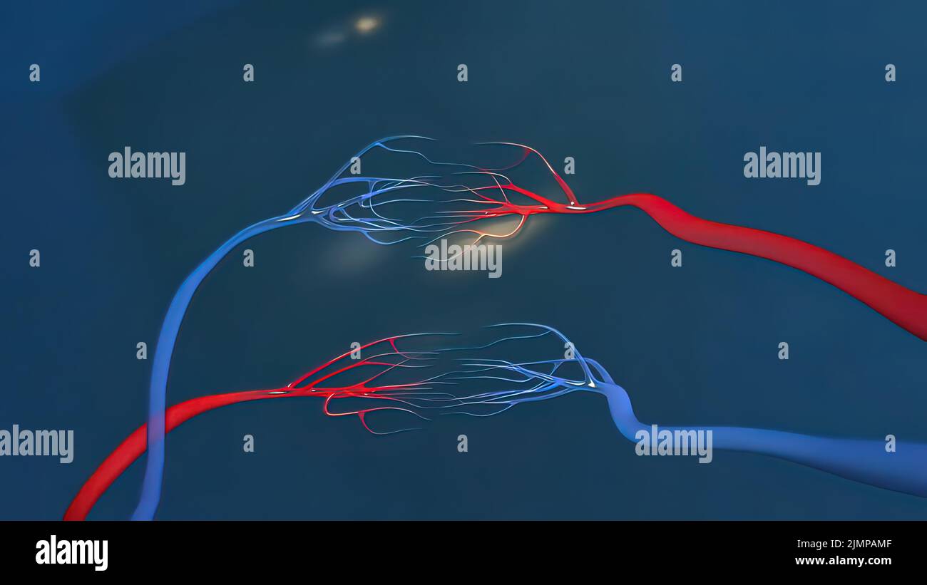 Coronary arteries and veins hi-res stock photography and images - Alamy