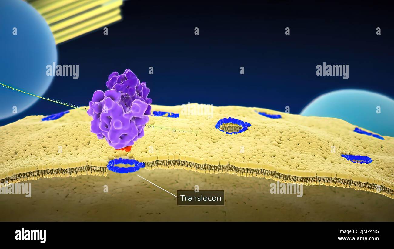 Ribosomal anatomy hi-res stock photography and images - Alamy
