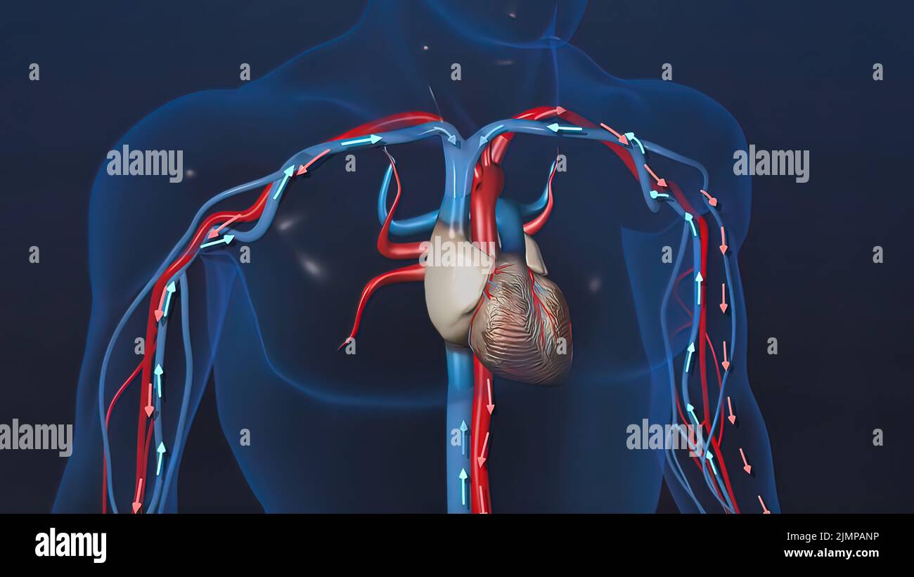 Coronary arteries and veins hi-res stock photography and images - Alamy