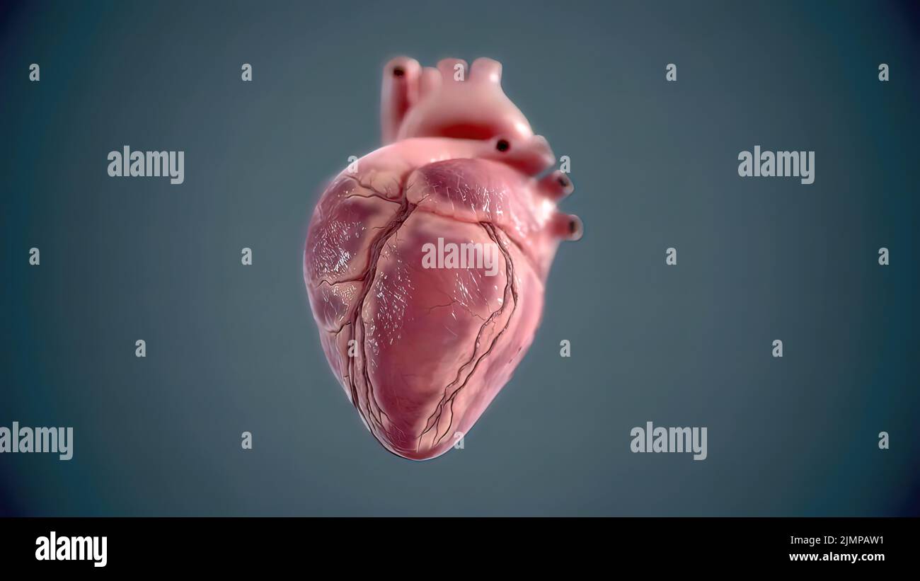 Heart model anatomical hi-res stock photography and images - Alamy