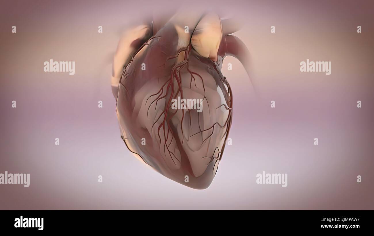 Heart beating human hi-res stock photography and images - Alamy