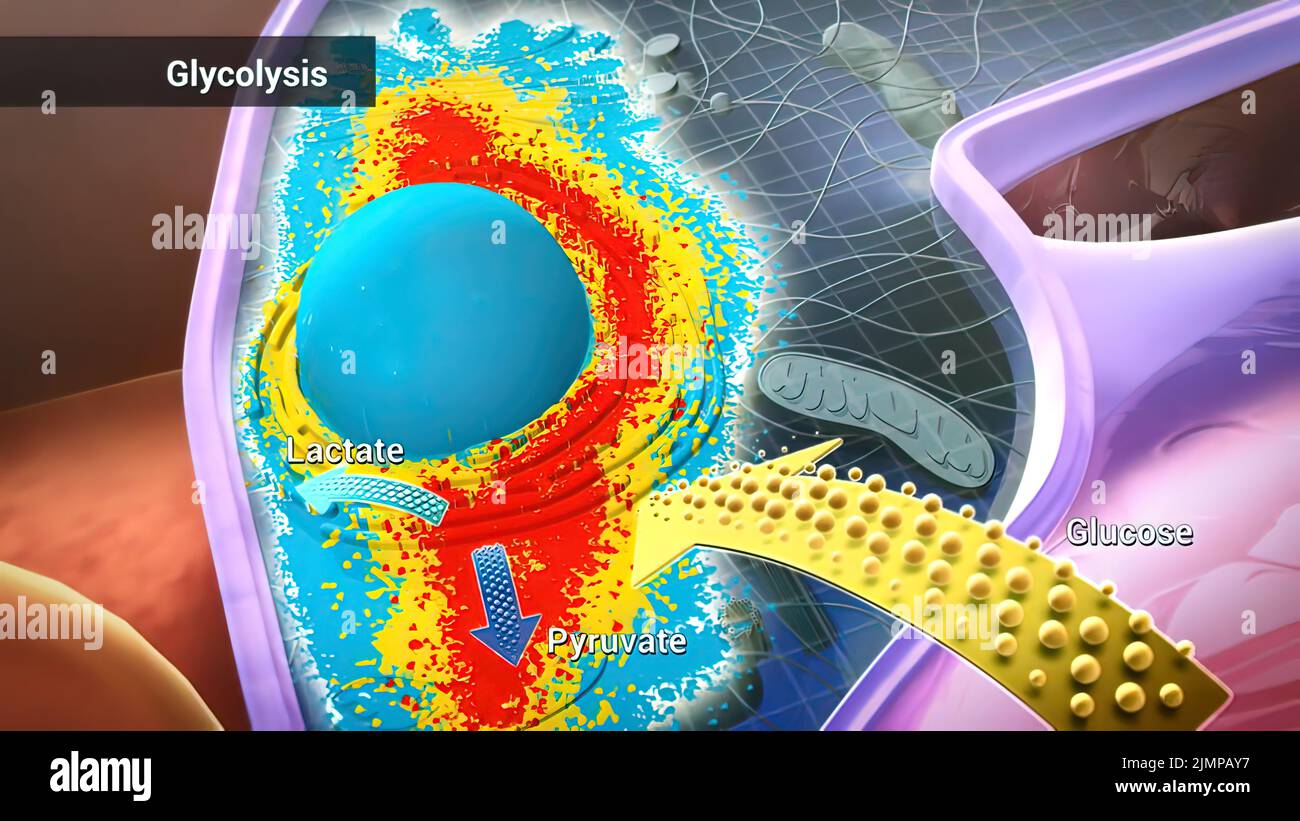 Mitochondria golgi hi-res stock photography and images - Alamy