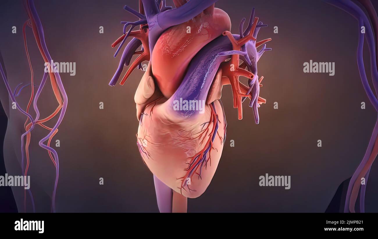 Human vein valves hi-res stock photography and images - Alamy