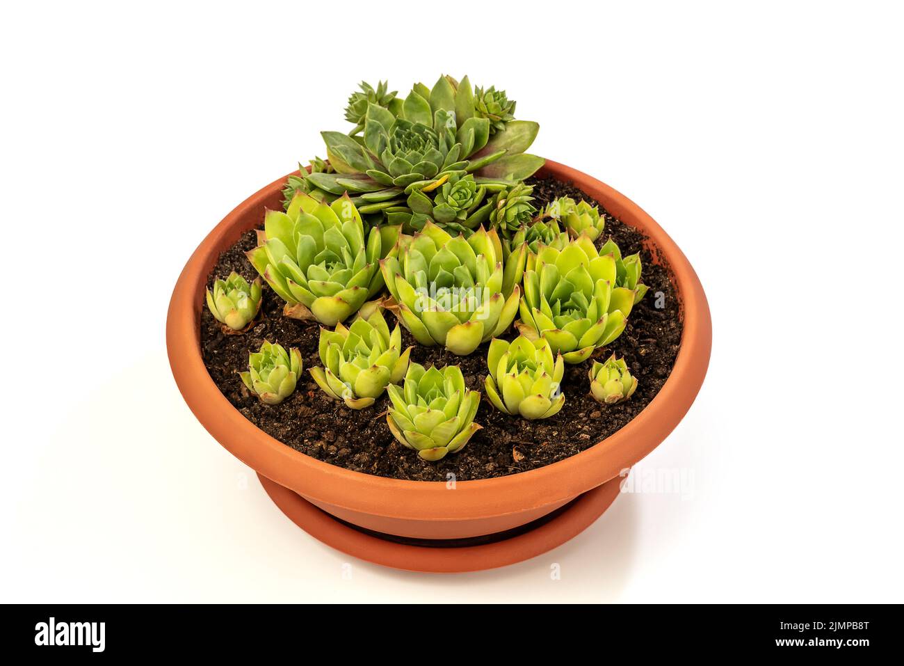 Sempervivum tectorum, commonly known as Common Houseleek in a flower ...
